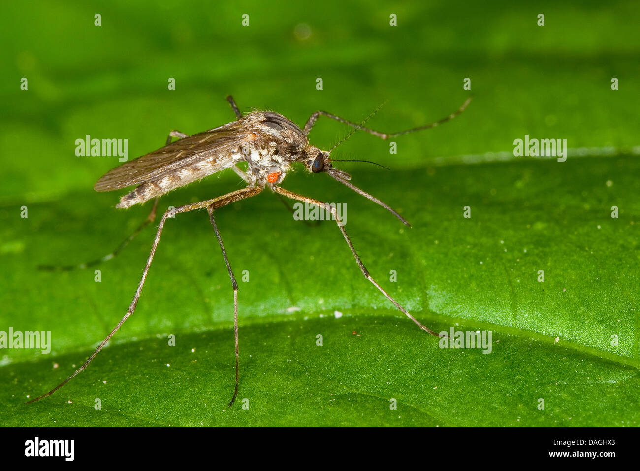 Mosquito proboscis hi-res stock photography and images - Alamy