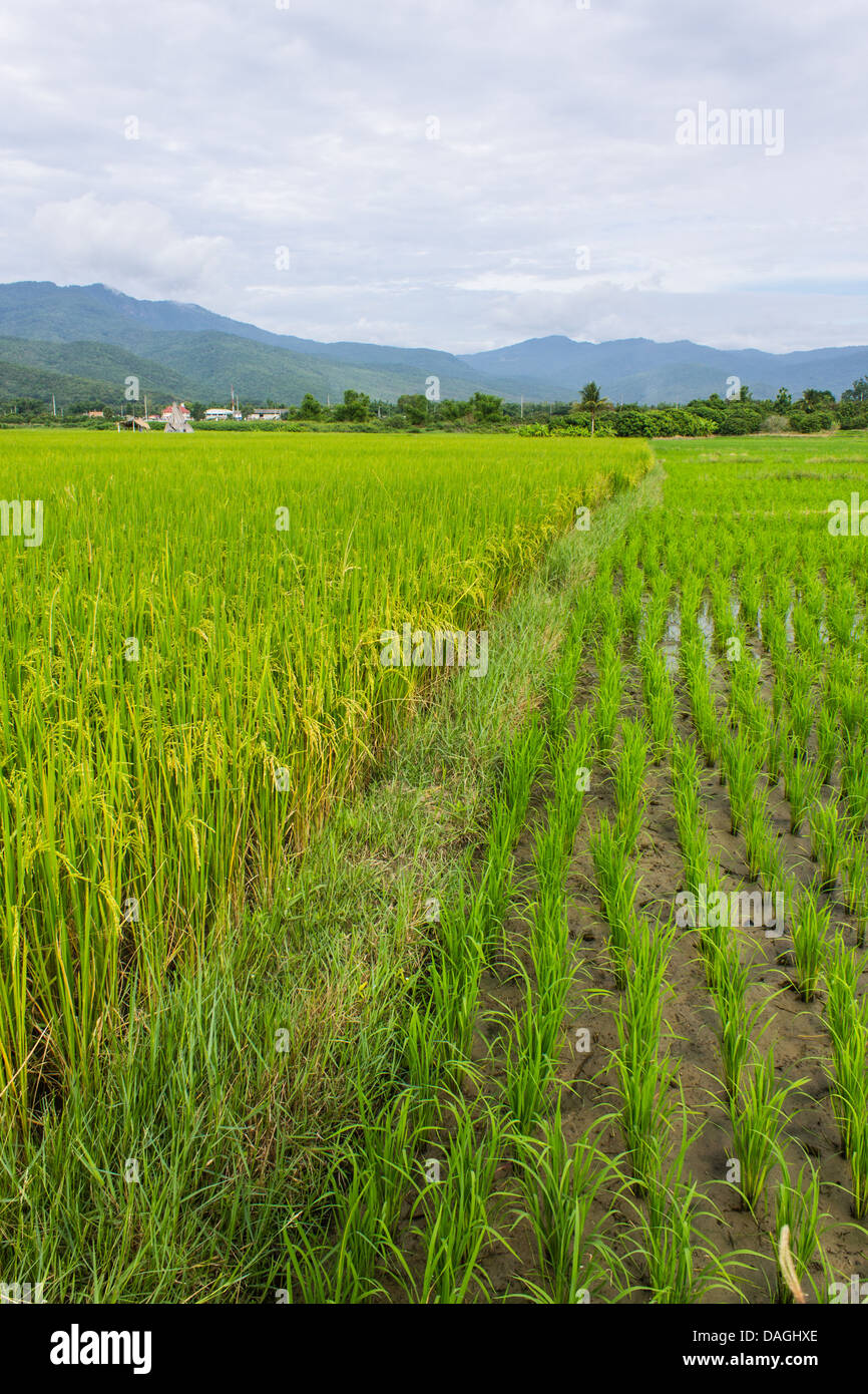 Ridge, mountain and rice field in Thailand Stock Photo - Alamy