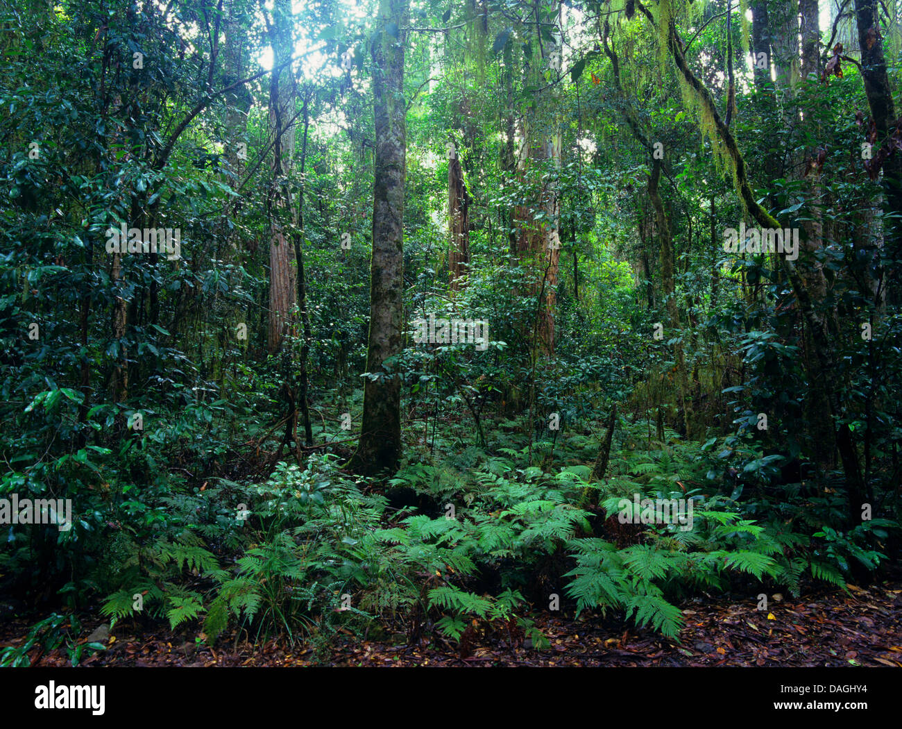 rain forest in Australia, Australia, Barrington Tops National Park ...
