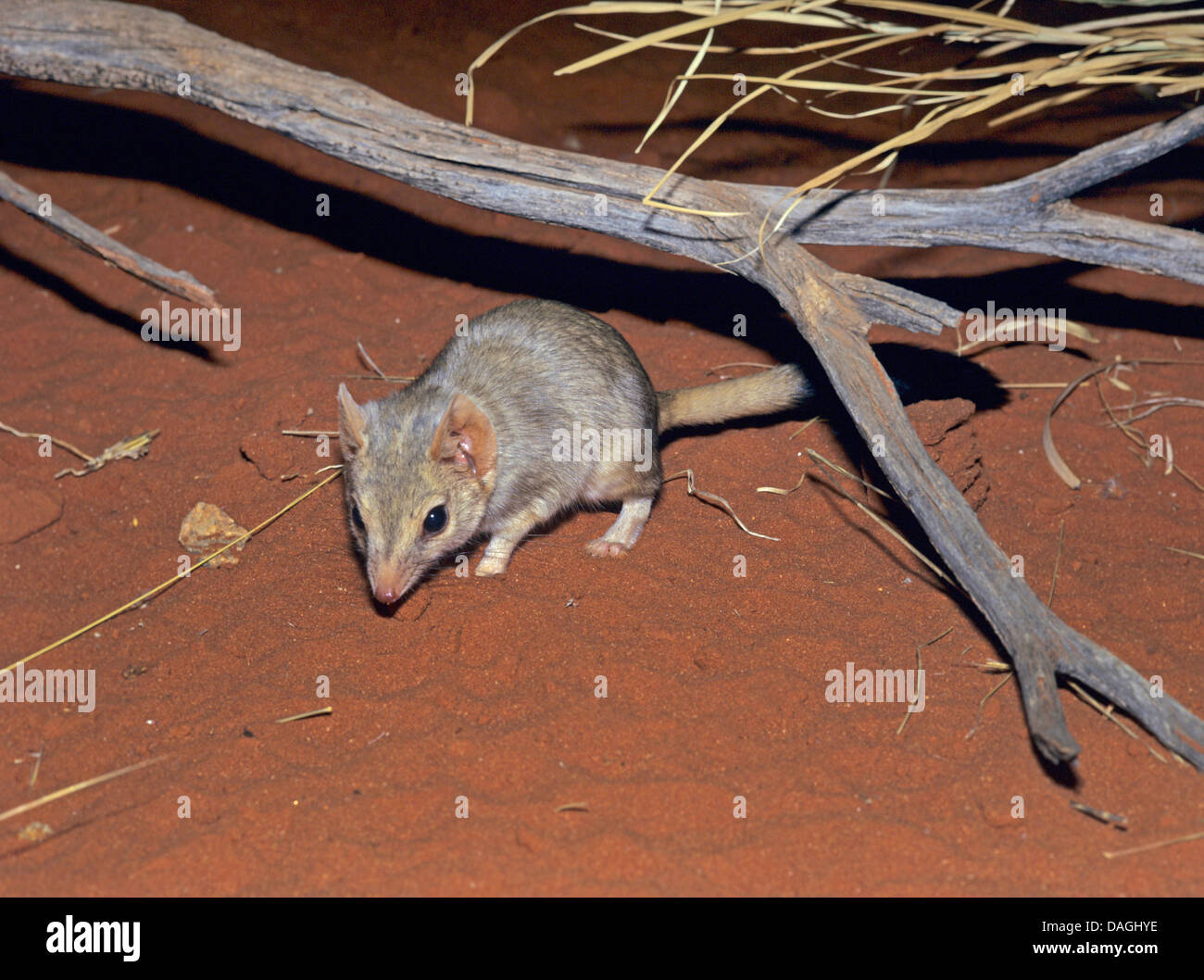 Kowari kowari (Dasyuroides byrnei), at night, Australia Stock Photo - Alamy