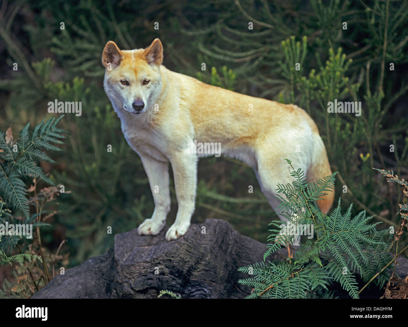 Dingo (Canis lupus dingo), standing on a treesnag, Australia Stock ...