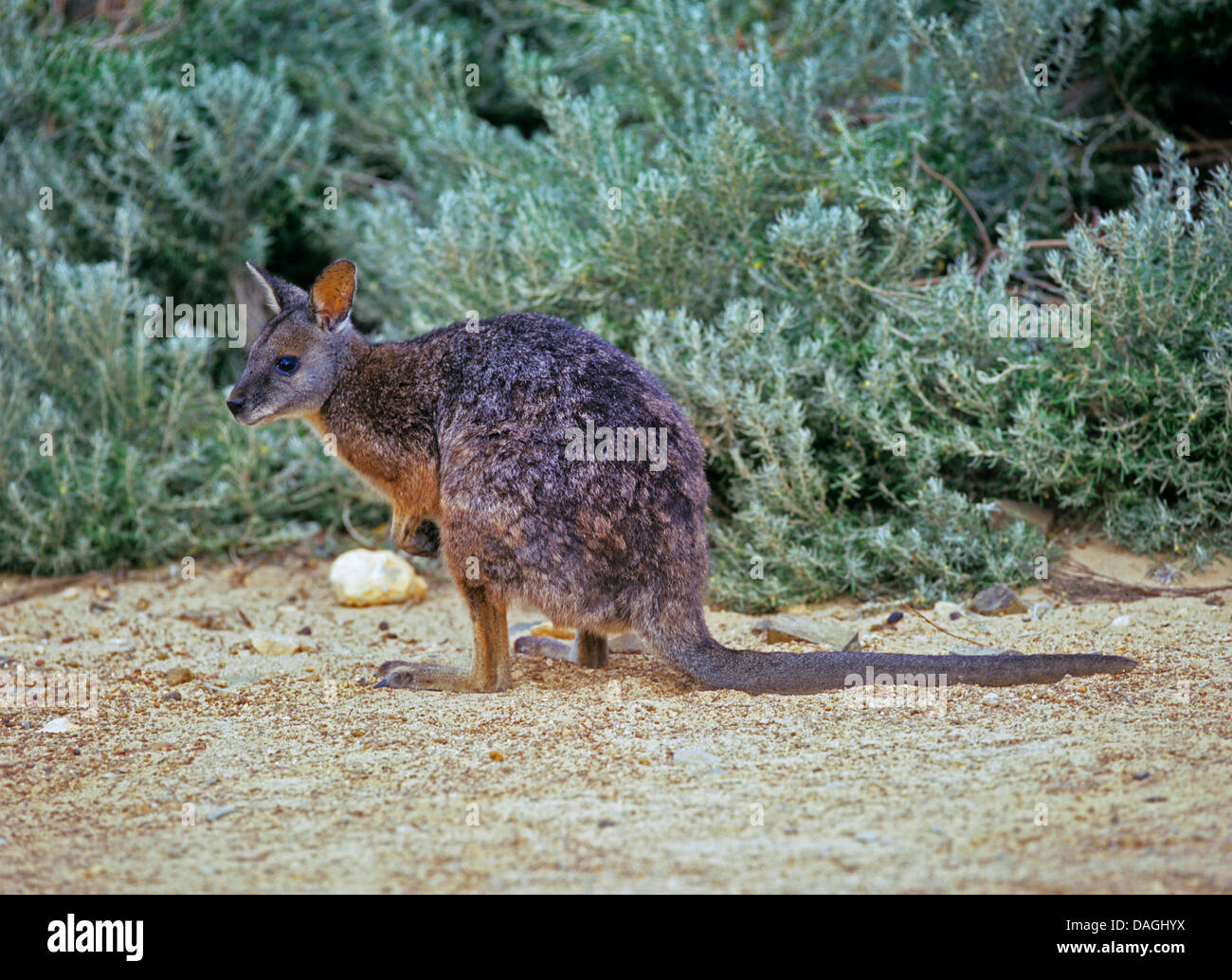 Dama wallaby macropus eugenii hi-res stock photography and images - Alamy