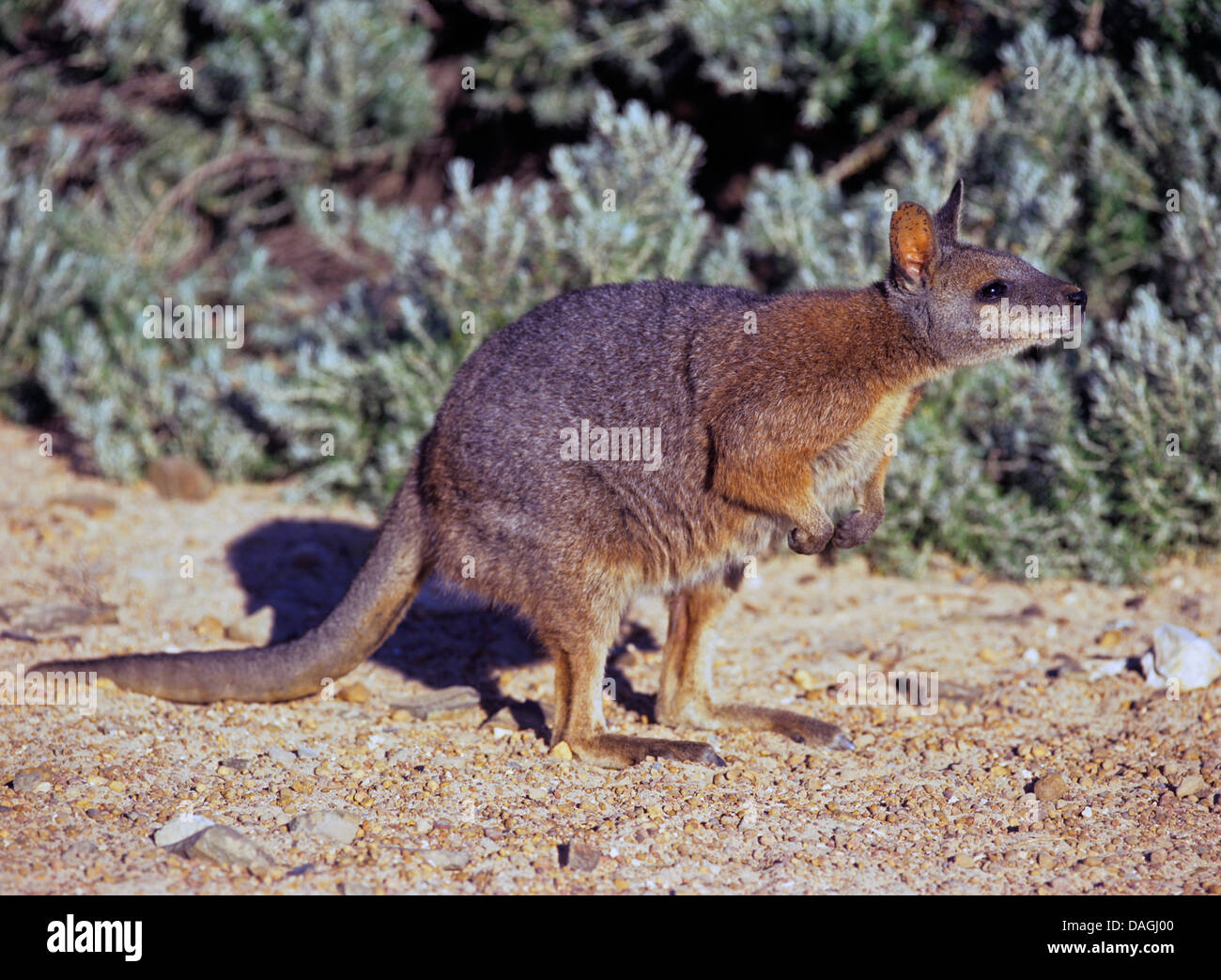 tammar wallaby, dama wallaby (Macropus eugenii), in habitat, Australia ...