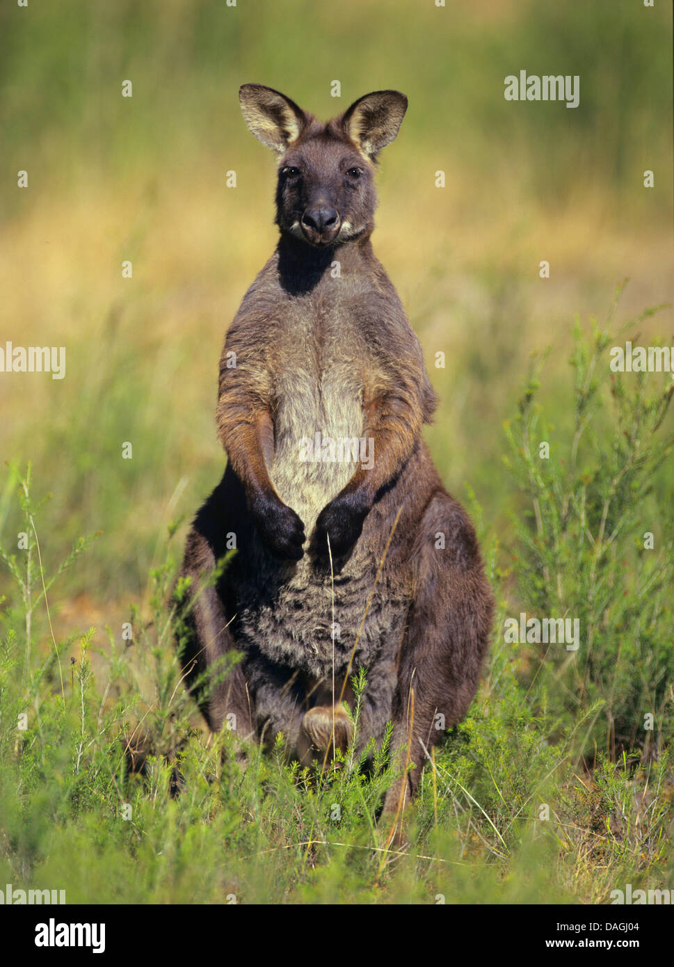 wallaroo, common wallaroo, euro, hill kangaroo (Macropus robustus ...