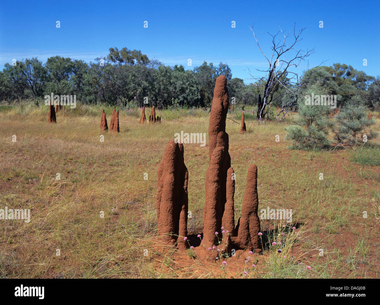 Termite hills in norhern Australia, Australia Stock Photo - Alamy