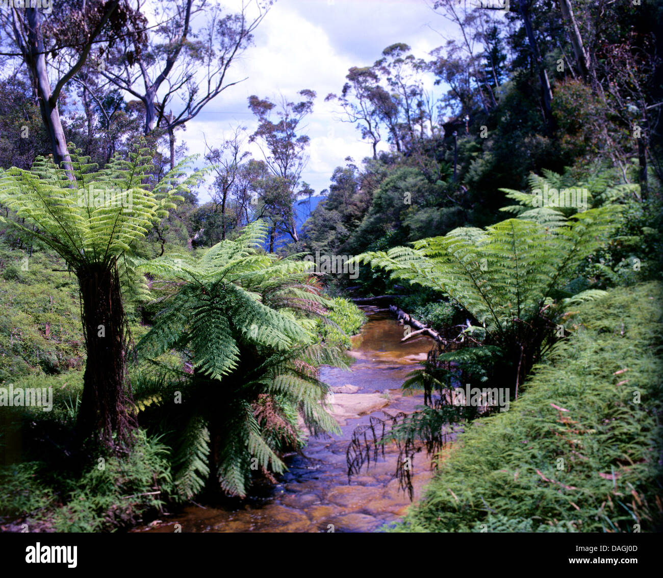 Australian waterside plant hi-res stock photography and images - Alamy