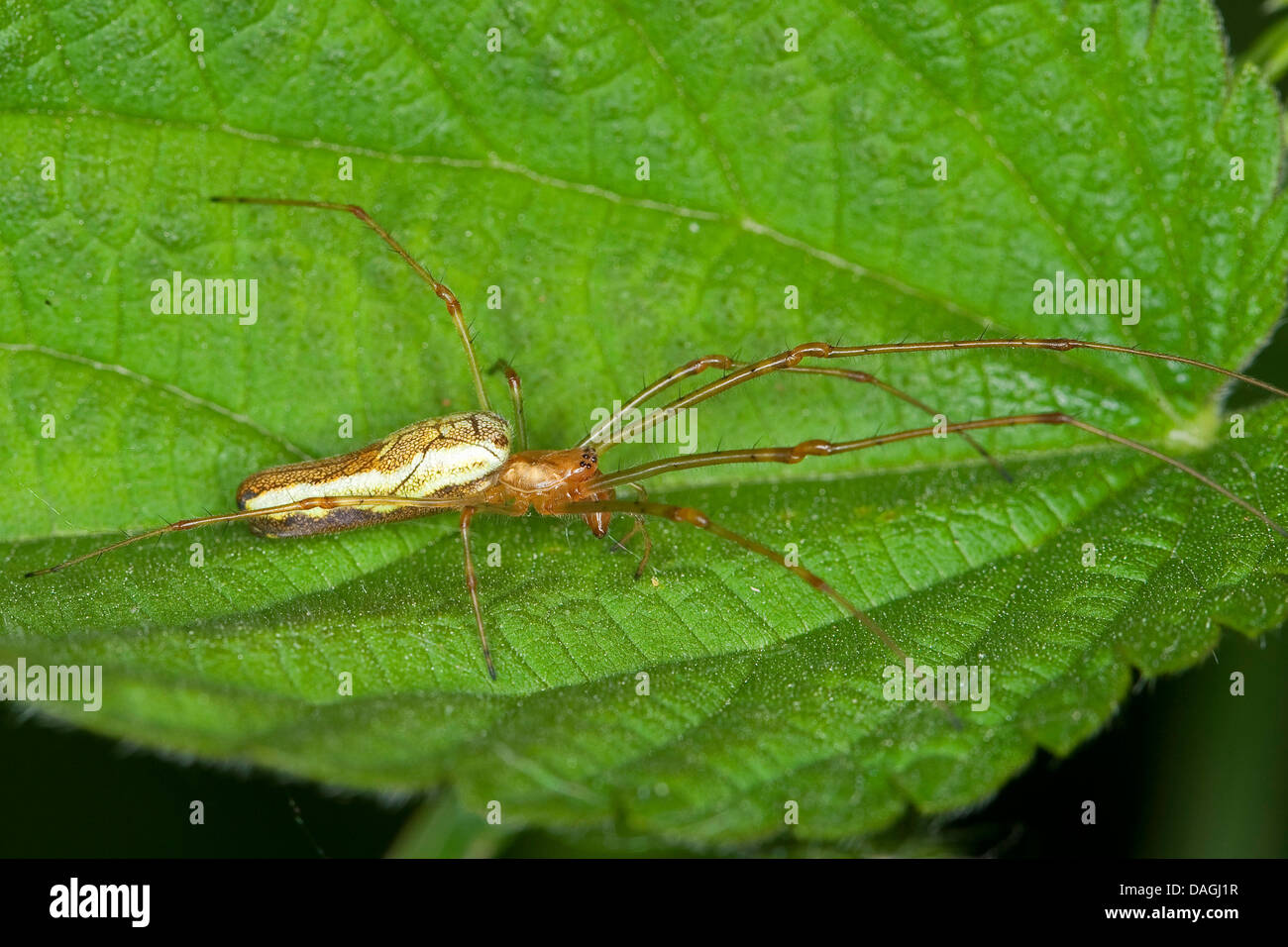Long-jawed spider, long-jawed orb weavers (Tetragnatha montana), on a ...