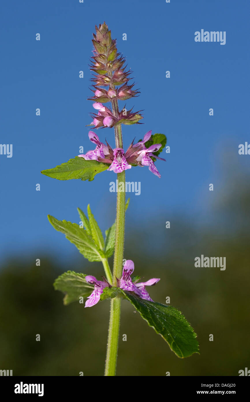marsh betony, marsh woundwort, swamp hedge-nettle, marsh hedge-nettle ...