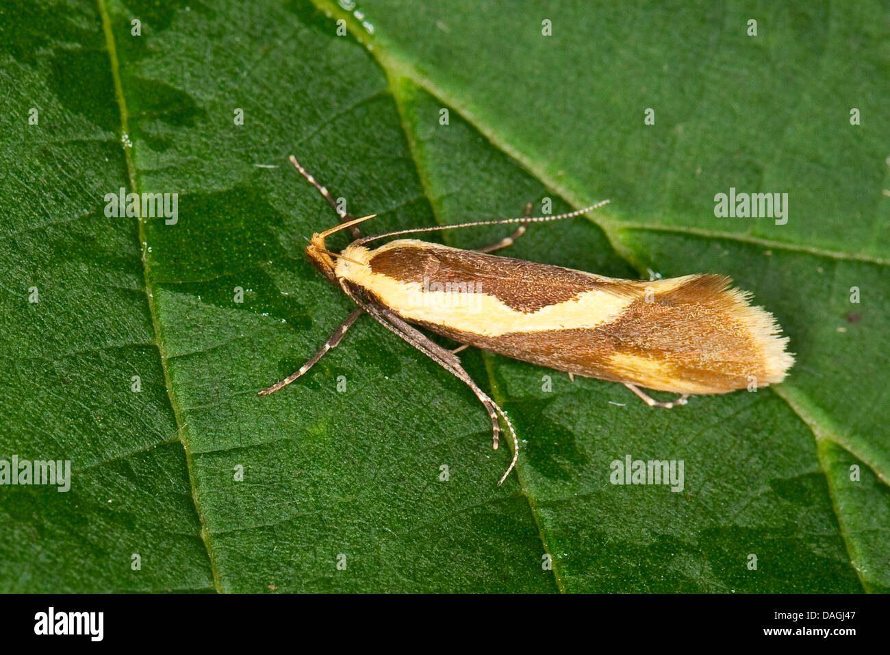 Concealer moth (Harpella flavella, Harpella majorella), sitting on a ...
