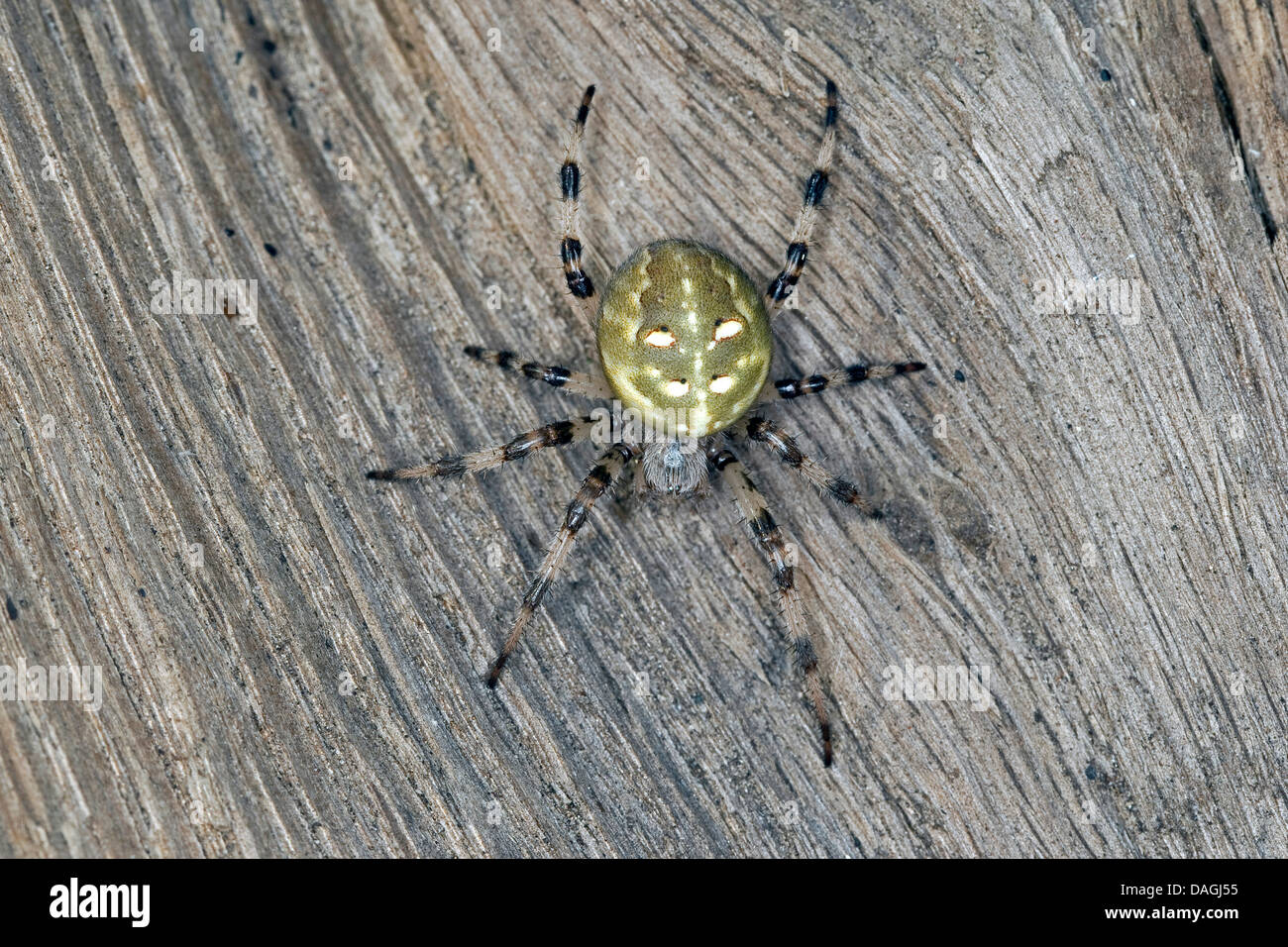 fourspotted orbweaver (Araneus quadratus), female, Germany Stock Photo ...