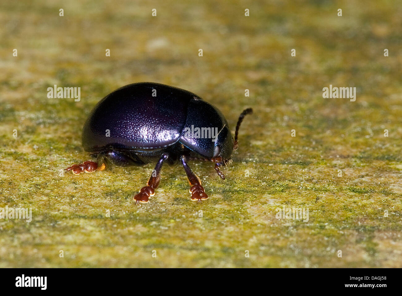 Sturmi hi-res stock photography and images - Alamy