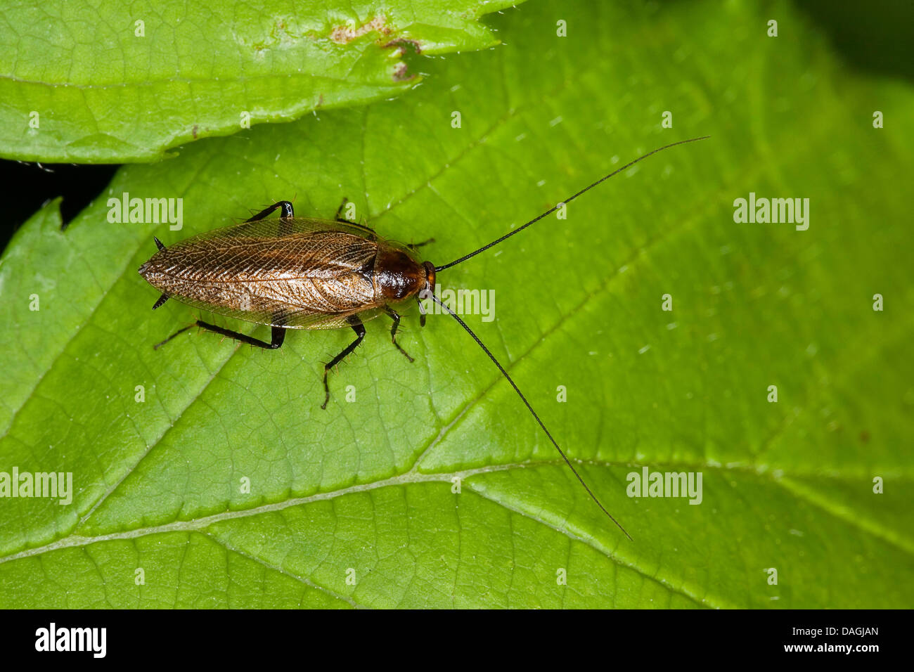 Ectobius cockroach hi-res stock photography and images - Alamy