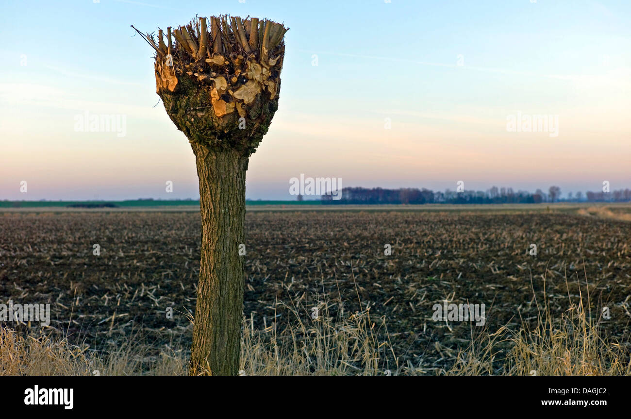 Osier willow tree salix viminalis hi-res stock photography and images ...