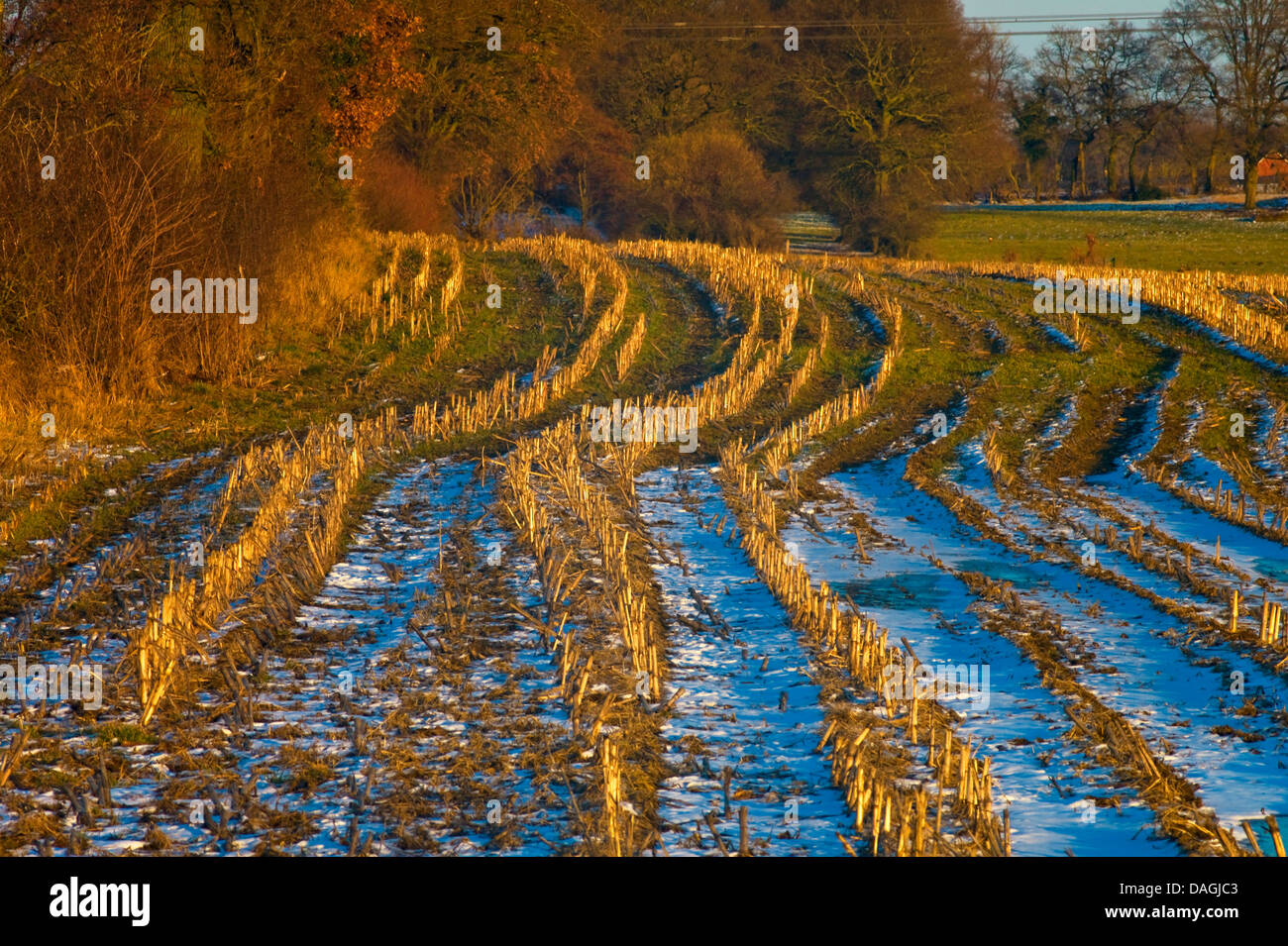Indian corn, maize (Zea mays), harvested maize field in winter, Germany ...