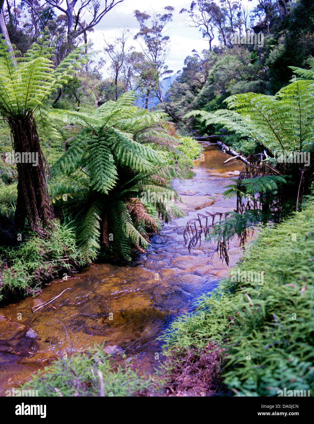 rain forest with tree ferns in Australia, Australia Stock Photo - Alamy