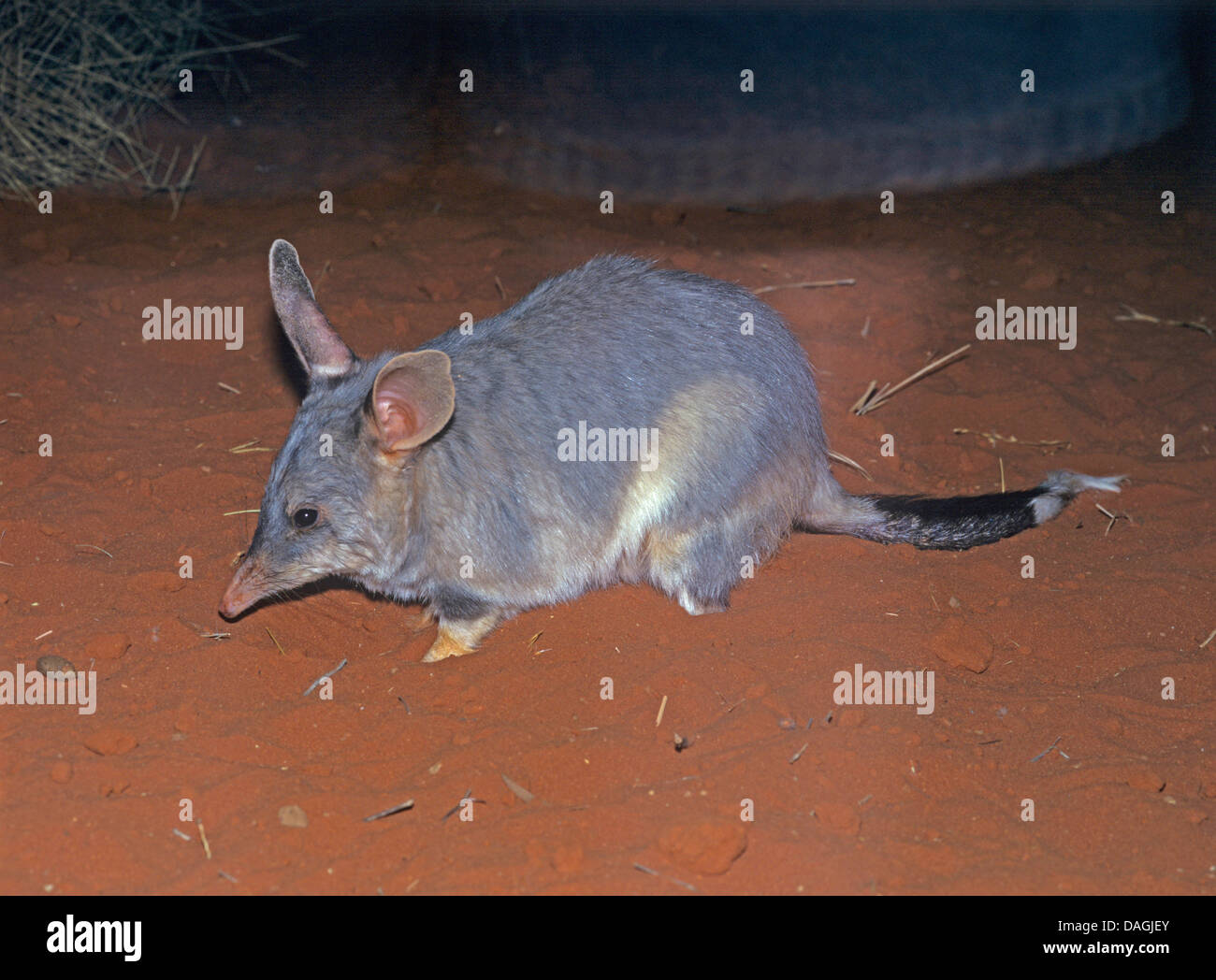 greater bilby, rabbit-ear bandicoot (Macrotis lagotis), at night ...