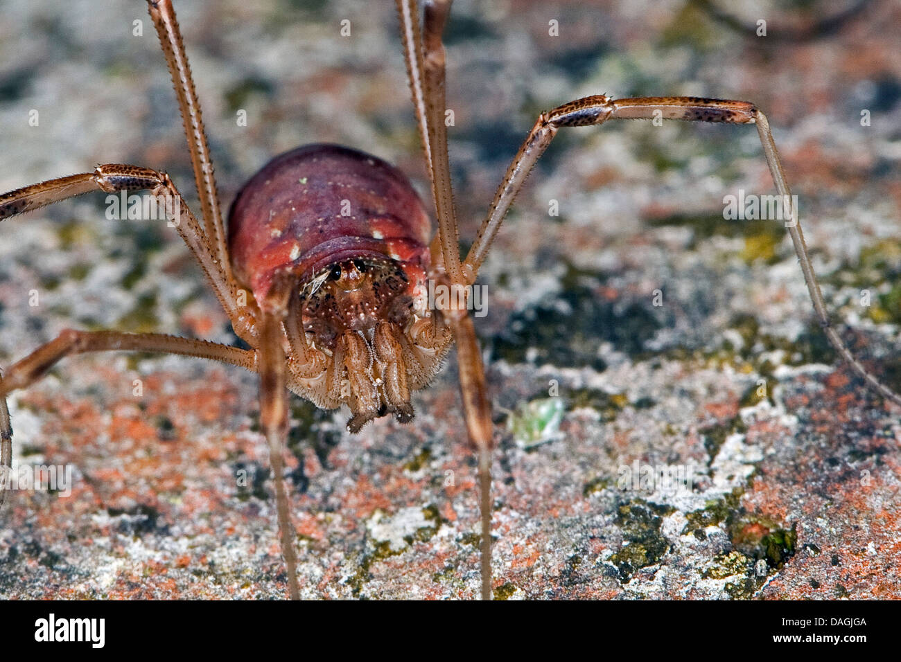 Weberknecht (Mitopus morio), portrait, Germany Stock Photo - Alamy