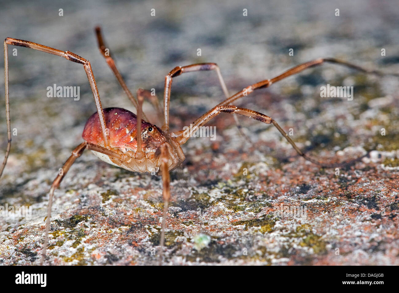 Weberknecht (Mitopus morio), sitting on a wall, Germany Stock Photo - Alamy