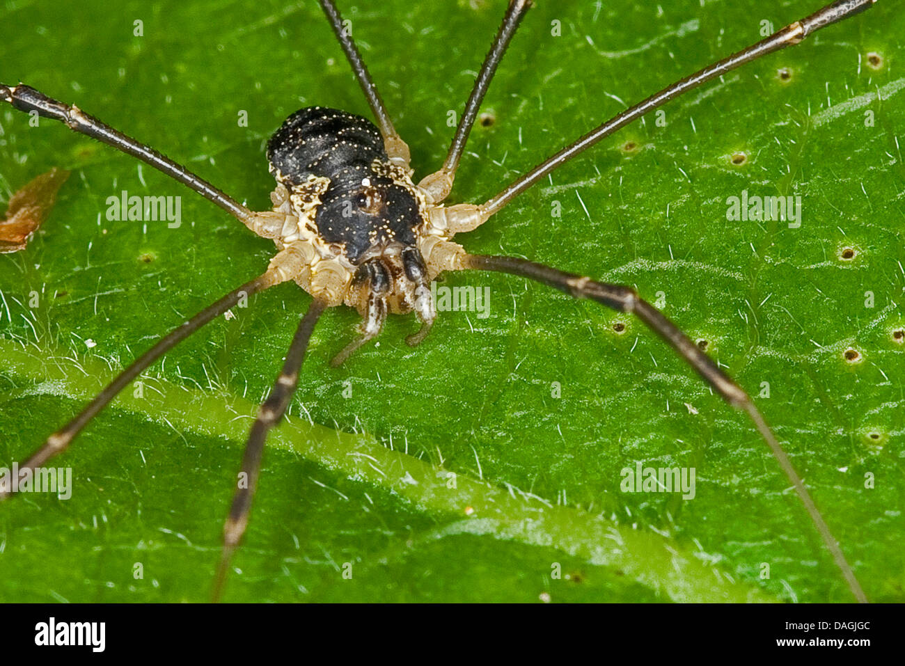 Weberknecht (Mitopus morio), male on a leaf, Germany Stock Photo - Alamy