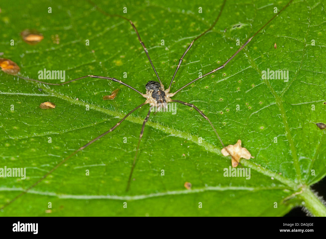 Weberknecht (Mitopus morio), male on a leaf, Germany Stock Photo - Alamy