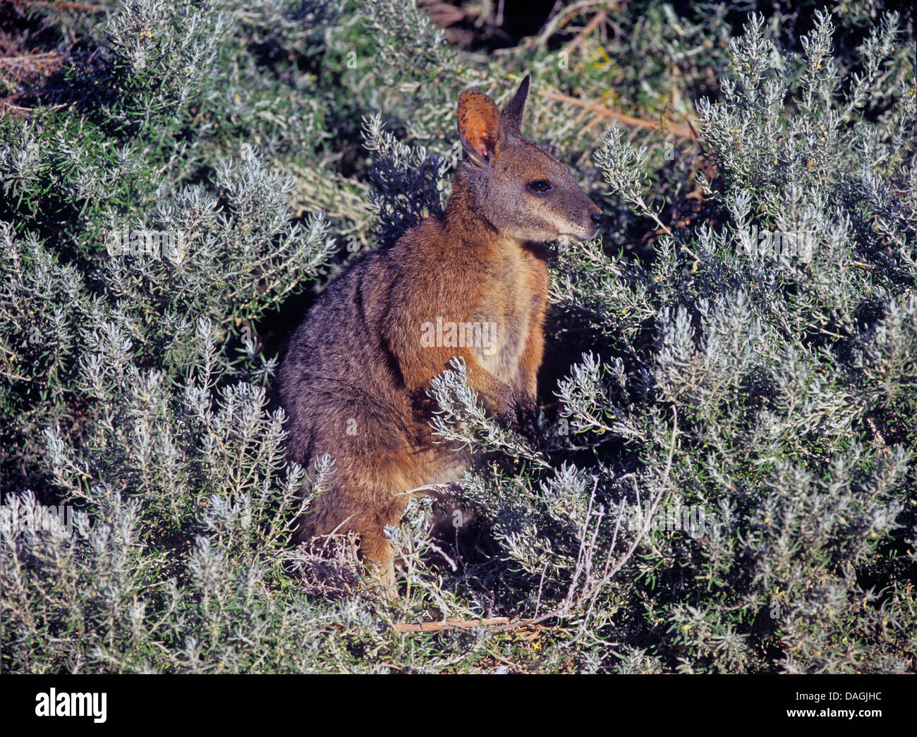 tammar wallaby, dama wallaby (Macropus eugenii), in scrub, Australia ...