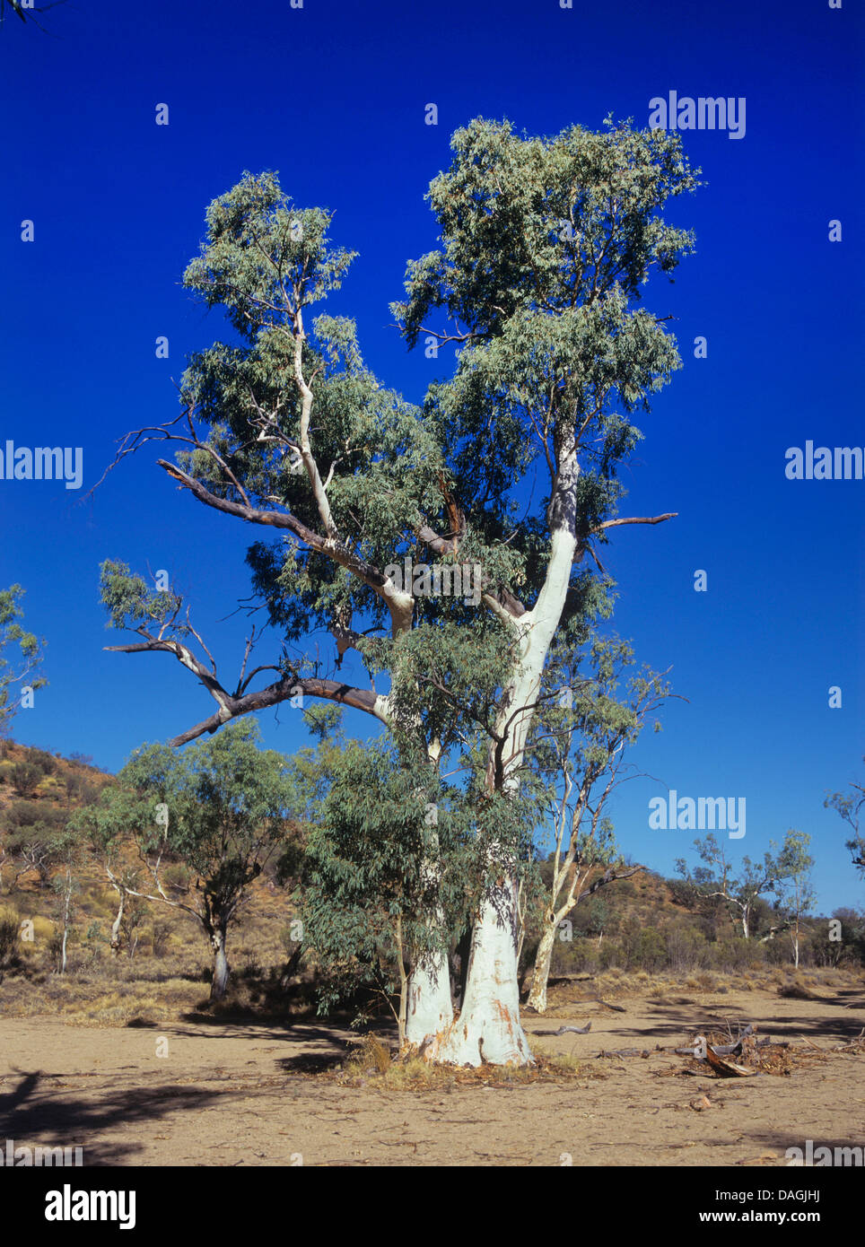 Longbeak eucalyptus, river redgum, river red gum (Eucalyptus ...