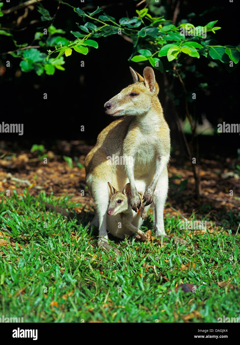 agile wallaby, sandy wallaby (Macropus agilis, Wallabia agilis), with ...