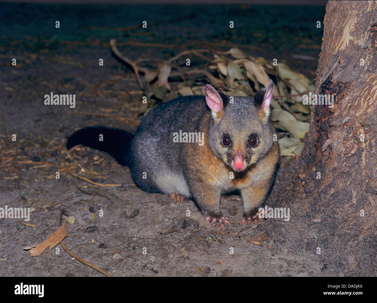 Australian brush tailed possum hi-res stock photography and images - Alamy