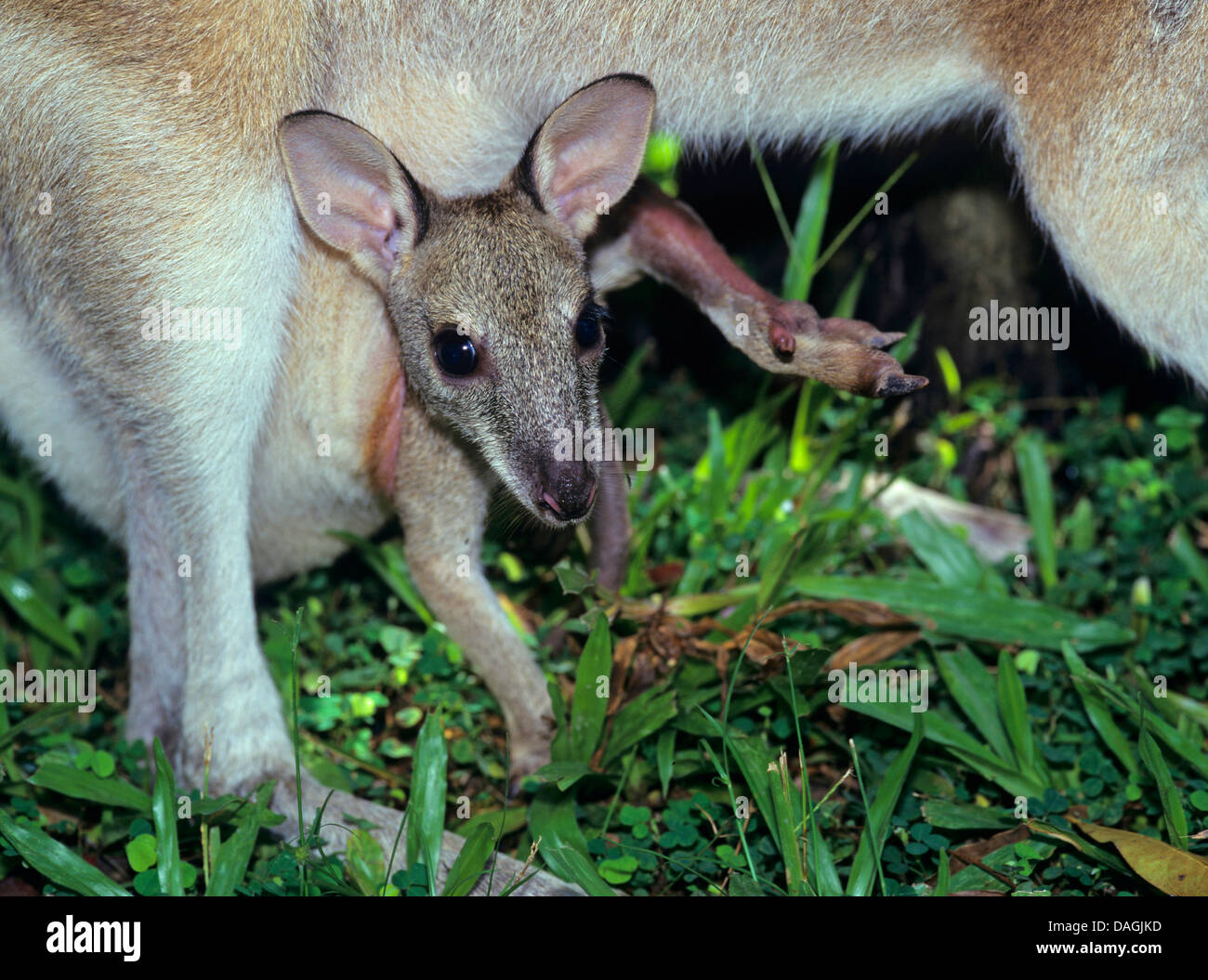 agile wallaby, sandy wallaby (Macropus agilis, Wallabia agilis), with ...