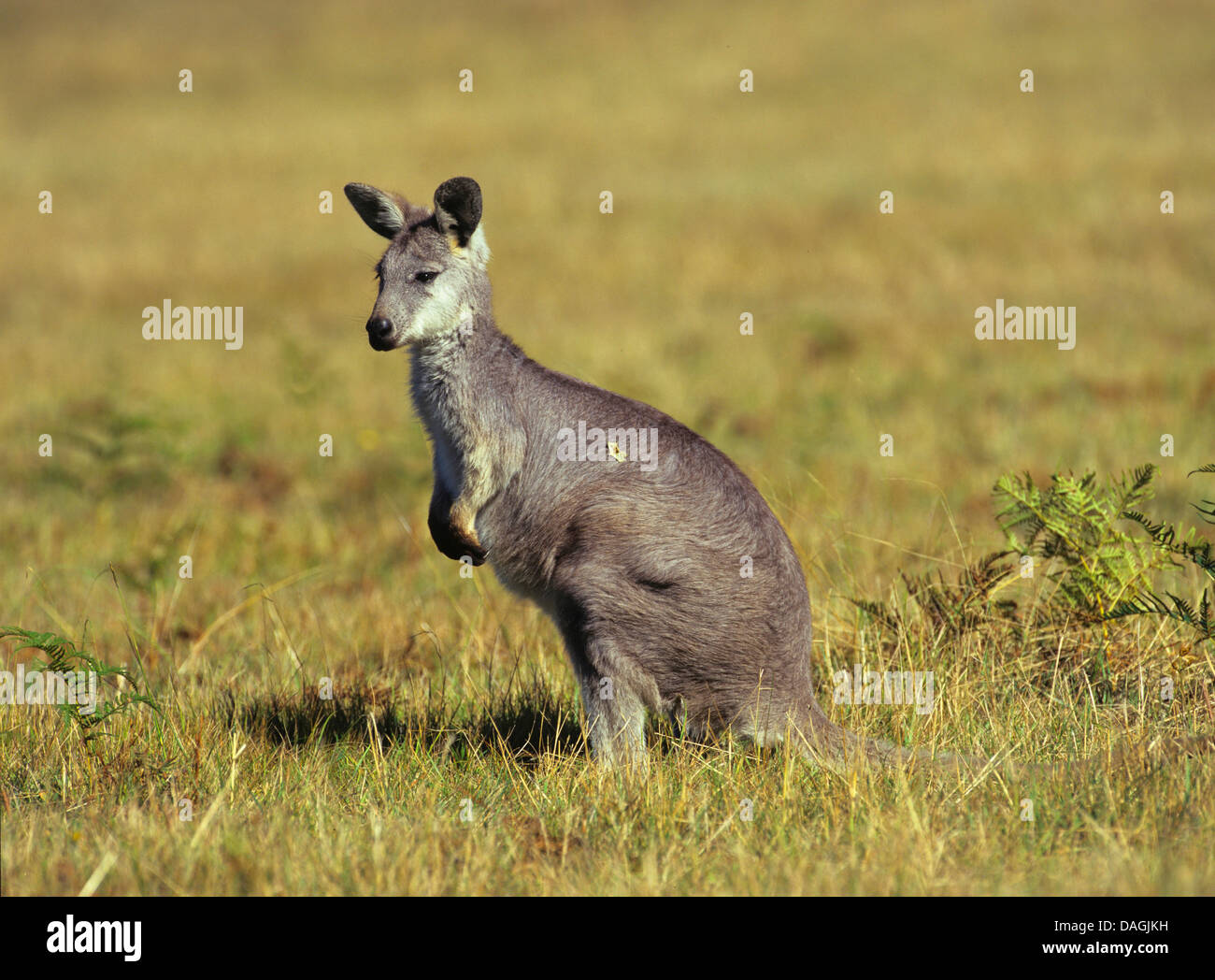 wallaroo, common wallaroo, euro, hill kangaroo (Macropus robustus), on ...
