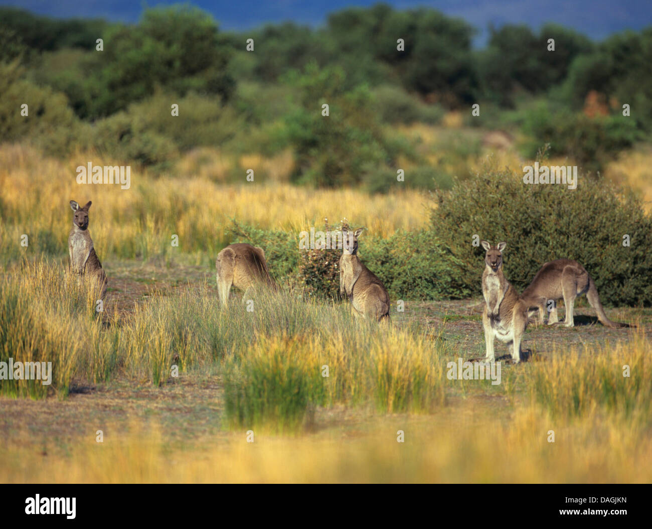 Eastern Gray Kangaroo Macropus Giganteus In Their Habitat Australia