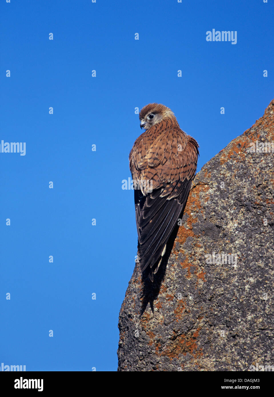 Australian kestrel (Falco cenchroides), sitting on a rock, Australia ...