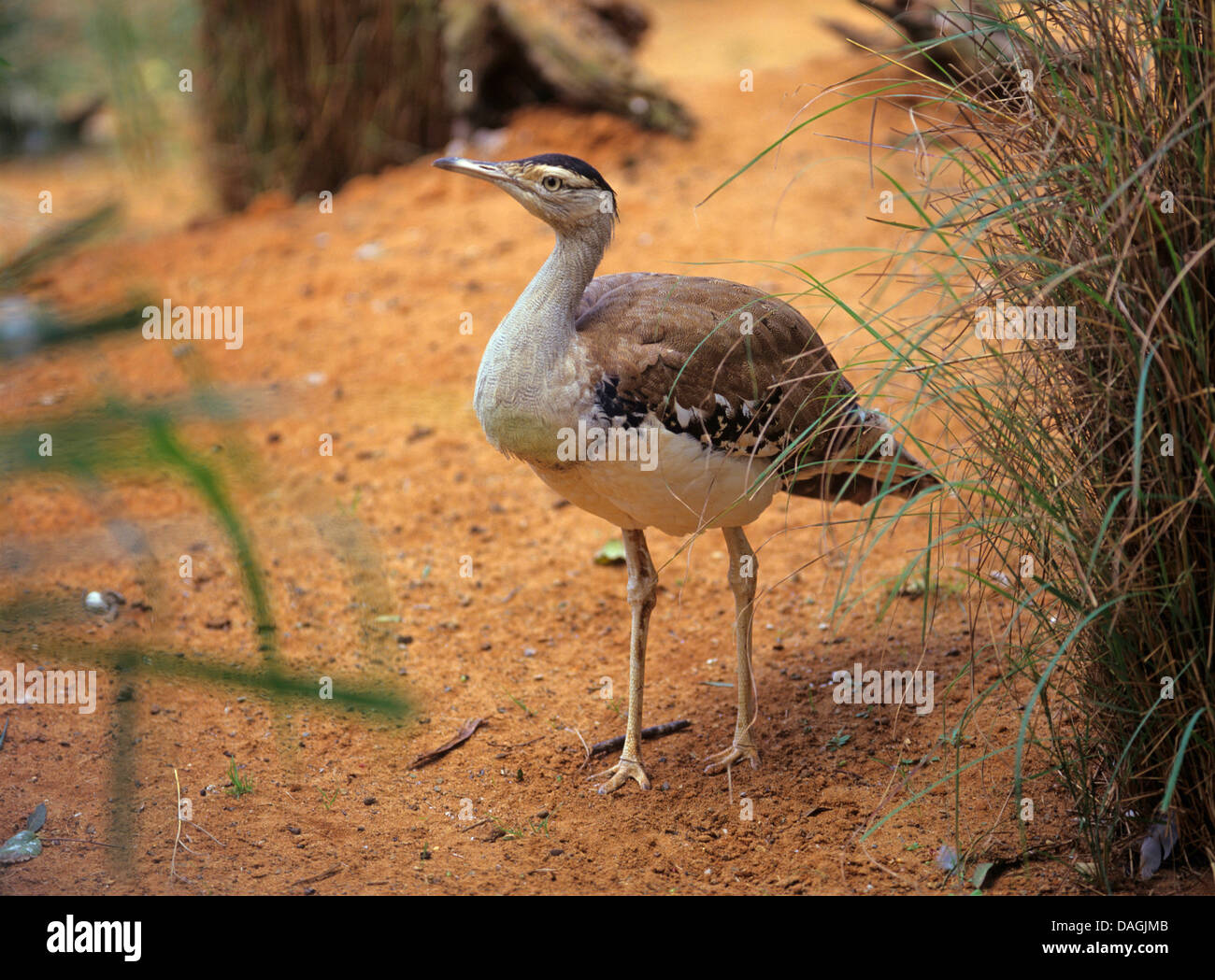 Australian Bustard (Eupodotis australis), in its habitat, Australia ...
