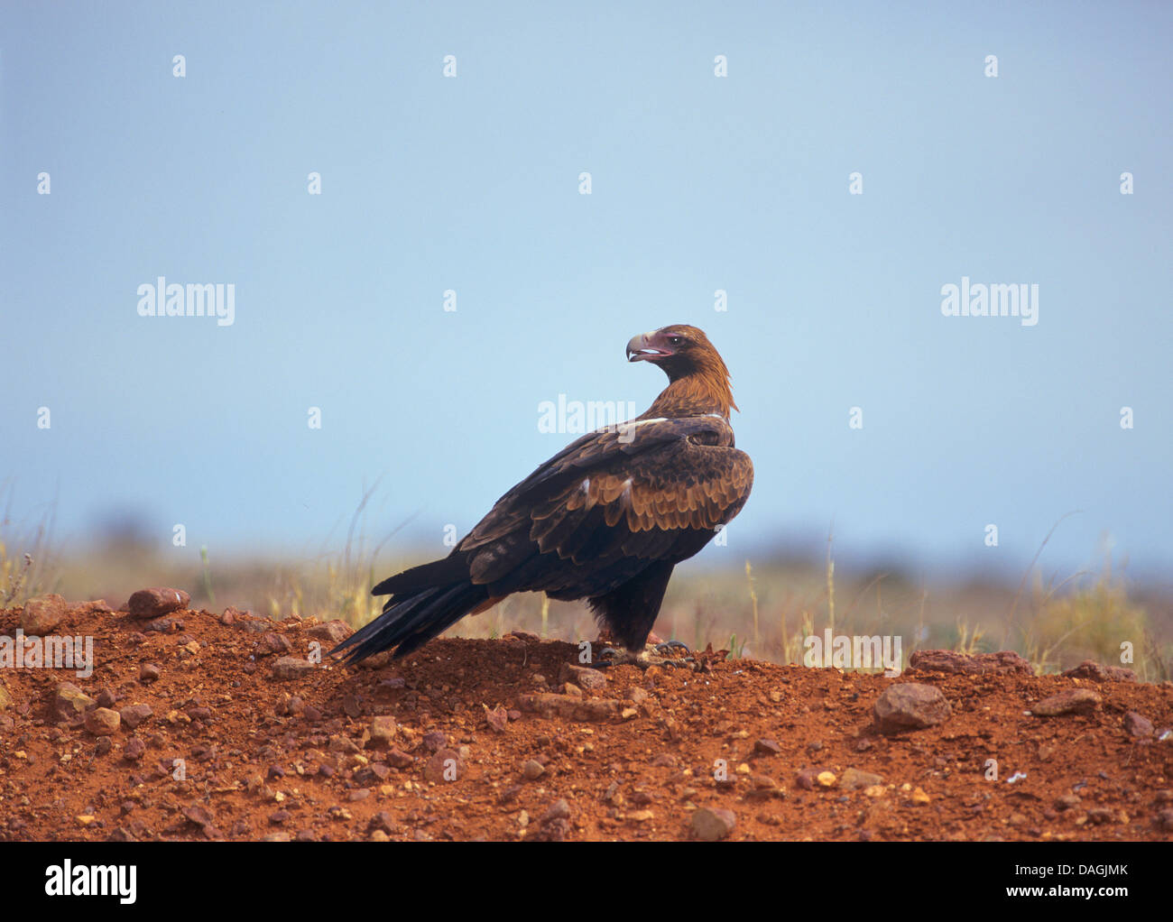 wedge-tailed eagle (Aquila audax), sitting on a mound, Australia Stock ...