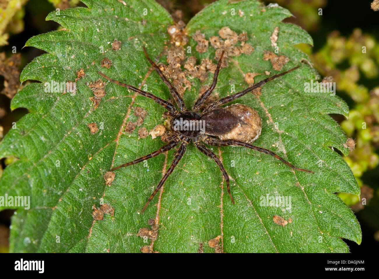 Wolfspinne (Pardosa spec., ), female with coccon on her back, Germany ...