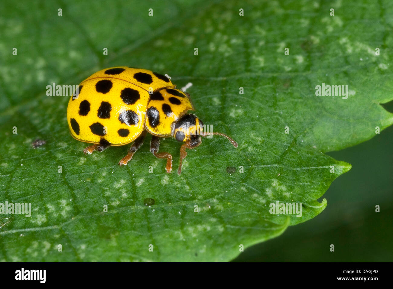 Twentytwo-spot ladybird beetle (Thea vigintiduopunctata, Psyllobora ...