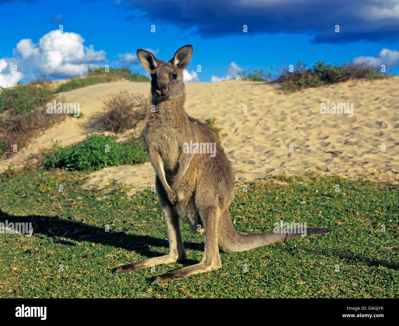eastern gray kangaroo (Macropus giganteus), on the beach, Australia ...