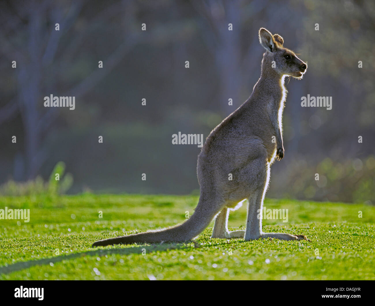 eastern gray kangaroo (Macropus giganteus), on a meadow, Australia Stock Photo - Alamy