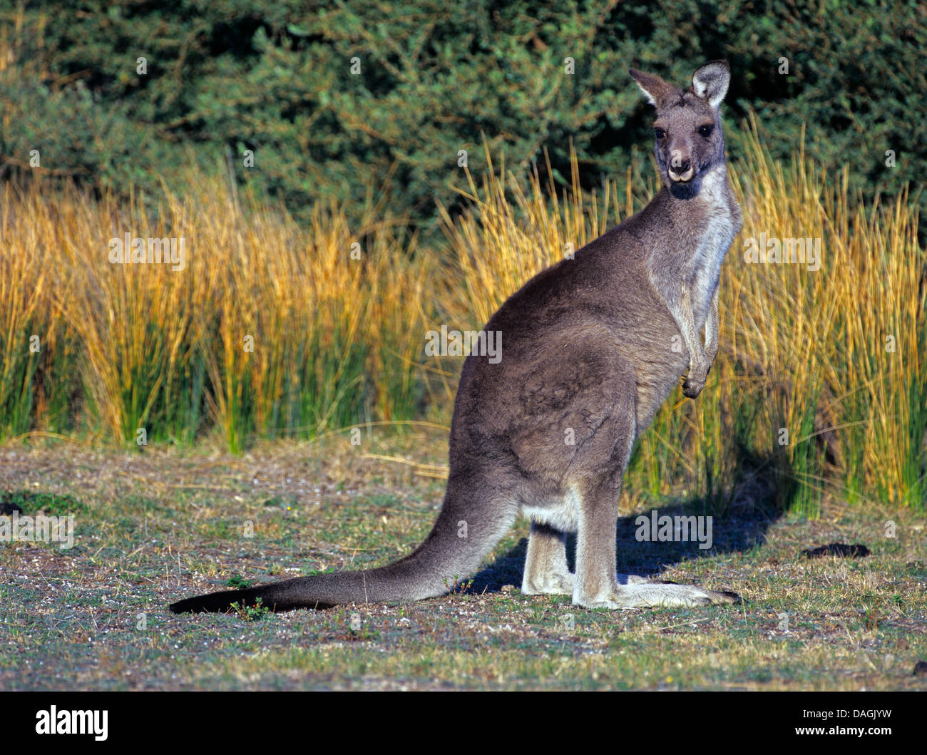 eastern gray kangaroo (Macropus giganteus), on a meadow, Australia Stock Photo - Alamy