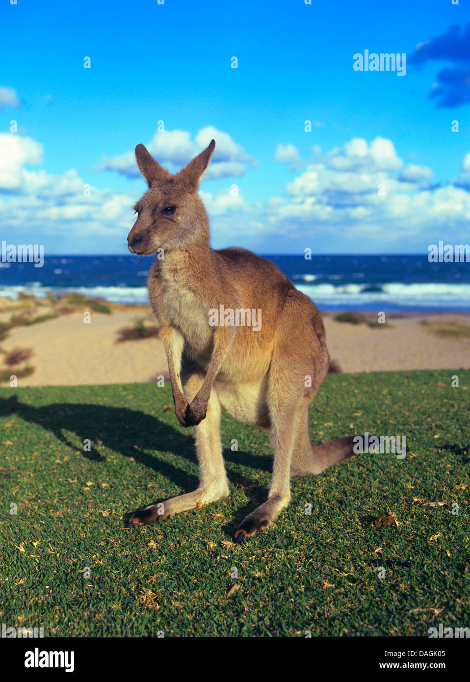 eastern gray kangaroo (Macropus giganteus), on the beach, Australia ...