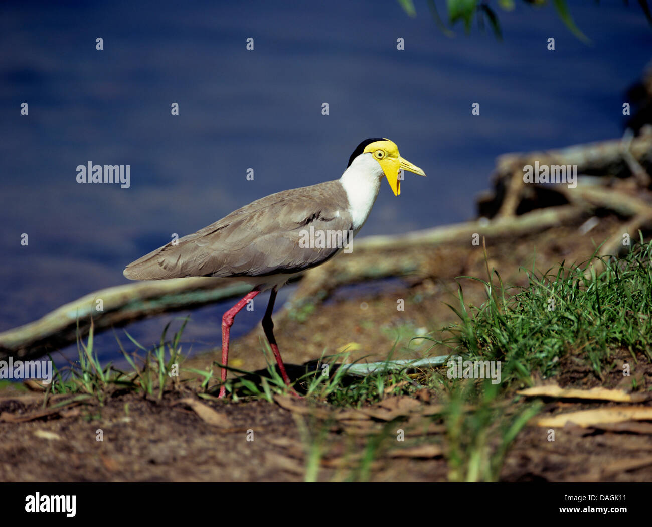 Masked plovers hi-res stock photography and images - Alamy