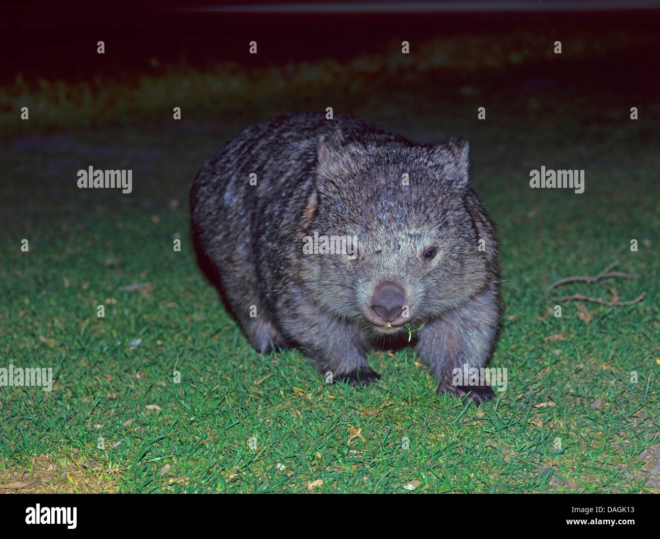common wombat, coarse-haired wombat, forest wombat, naked-nosed wombat ...