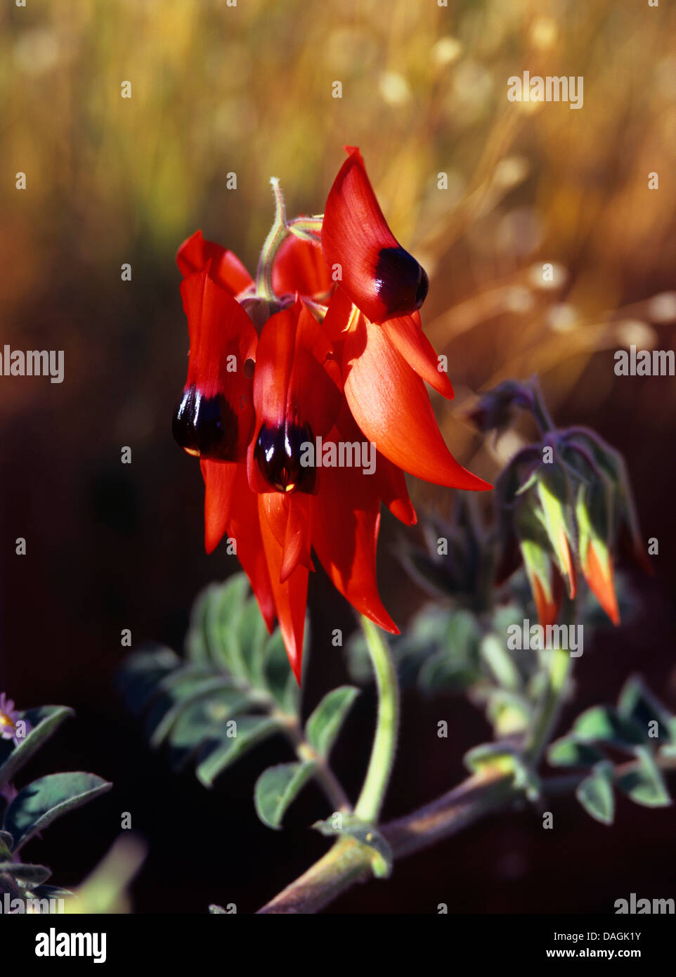 Sturt's Desert Pea (Swainsona formosa), flowers, state flower of South ...