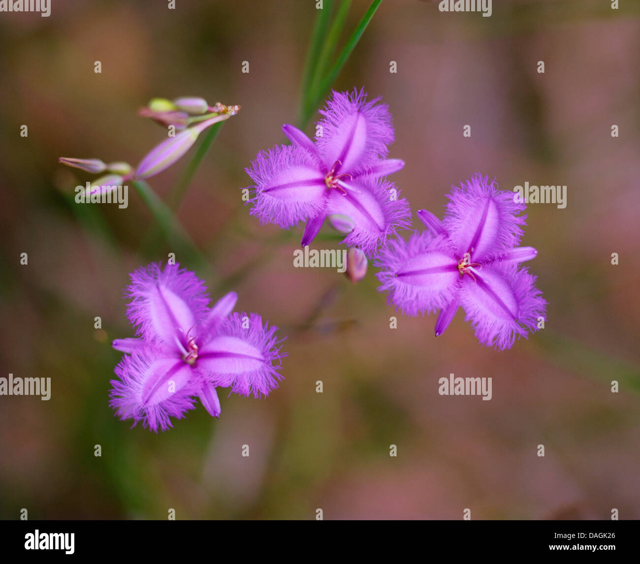 Common Fringe-lily (Thysanotus tuberosus), blooming, Australia Stock ...