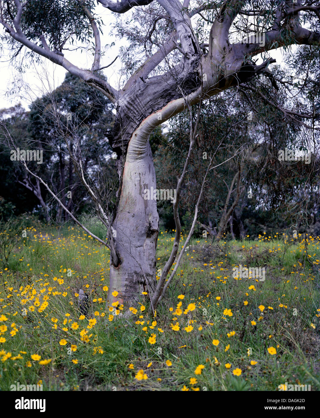 eucalyptus, gum (Eucalyptus spec.), gum tree with flowers, Australia ...