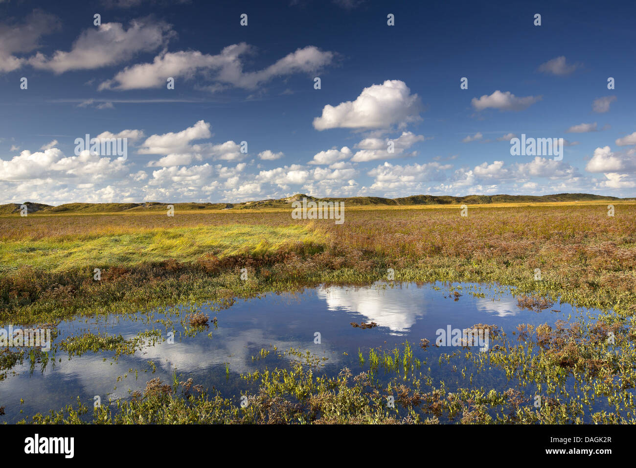 common glasswort (Salicornia europaea), common glassworts in marshland ...