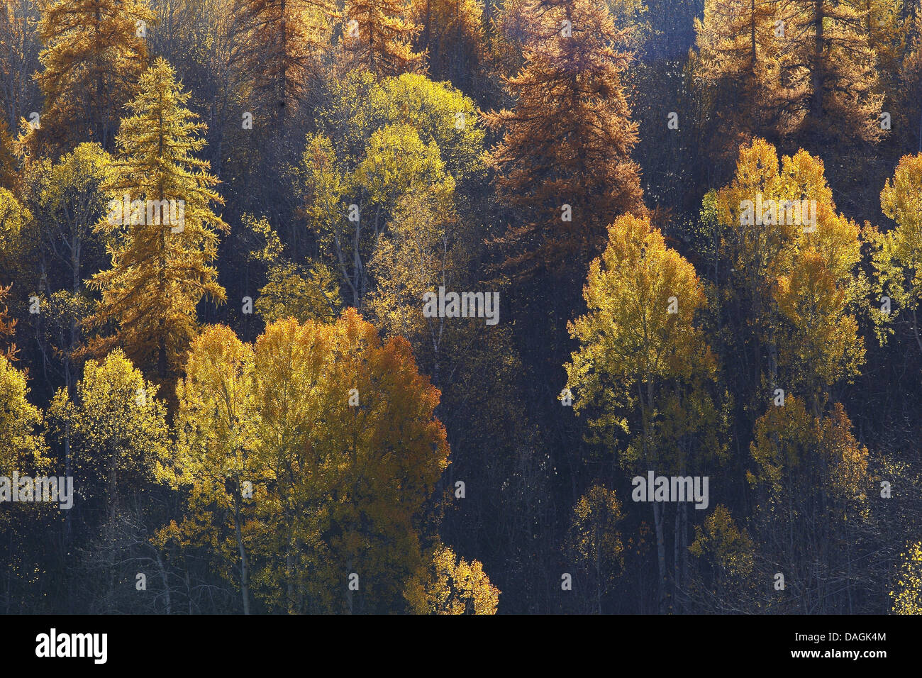 common larch, European larch (Larix decidua, Larix europaea), larch ...