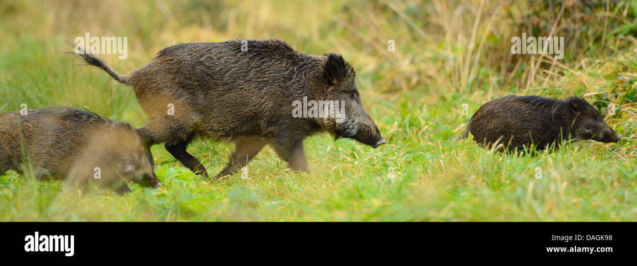 wild boar, pig, wild boar (Sus scrofa), three running wild boars ...