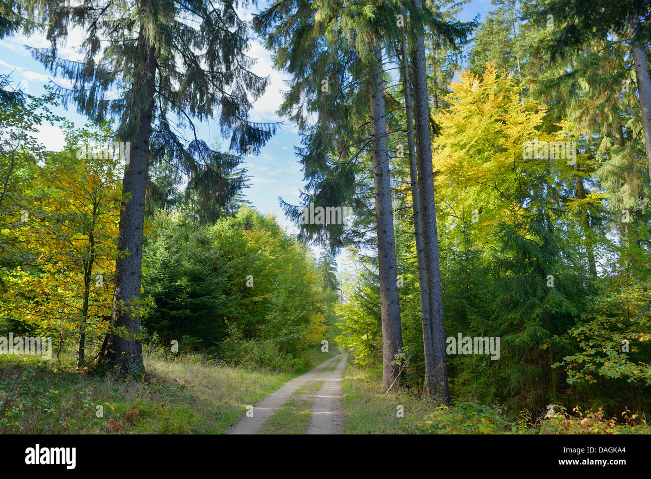 Autumn colouration in a forest with path hi-res stock photography and ...