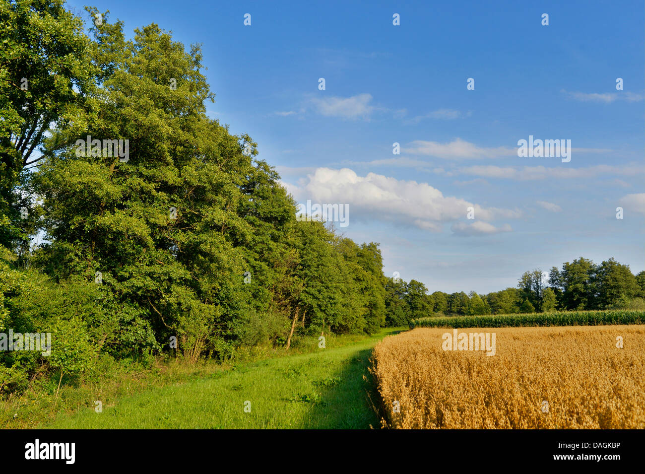 field path with trees and grain field, Germany, Bavaria, Oberpfalz ...